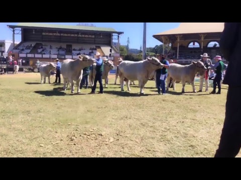 2017 Ekka Judging - Ring 6 - Day 2 - YouTube