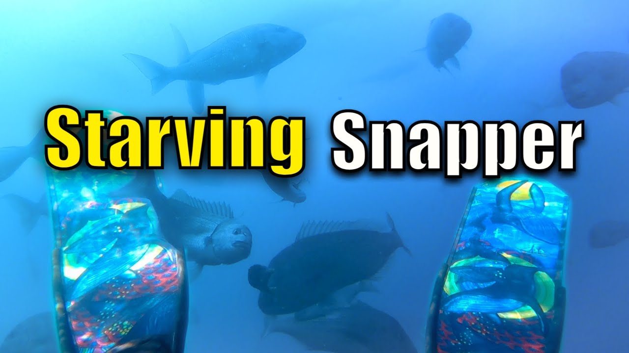 STARVING SNAPPER in the HAURAKI GULF! A Deep Dive Exploring New Zealand ...