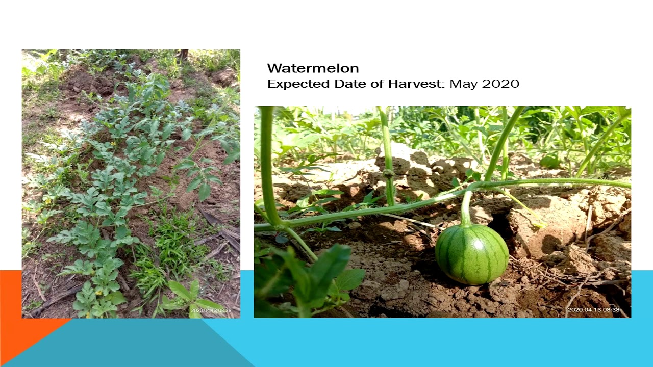 Coconut Intercropping - San Roque Small Coconut Farmers Association ...