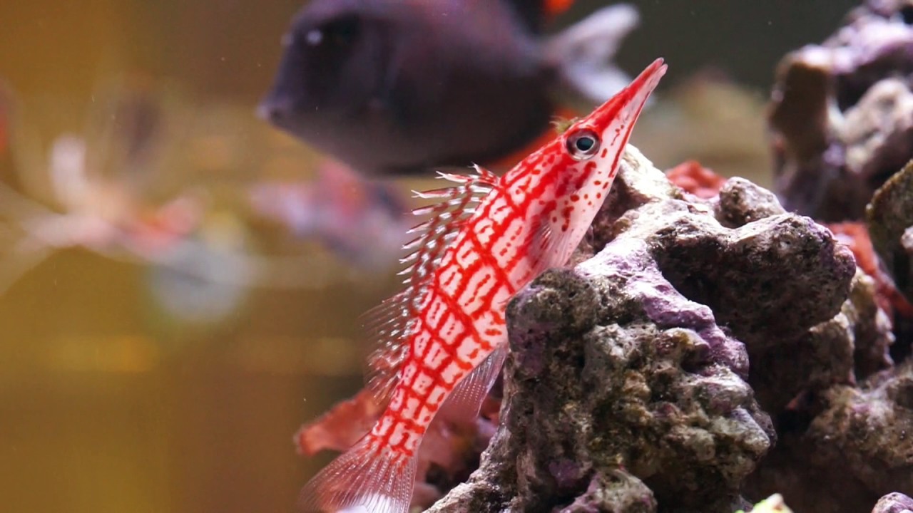 Doc's Cube Tank March 2017 - YouTube