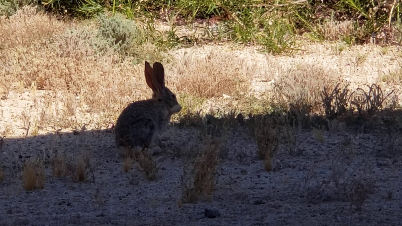 Turiya's Backyard Visitors: Part 1 (of 3) Wild Desert Jack Rabbit on a ...