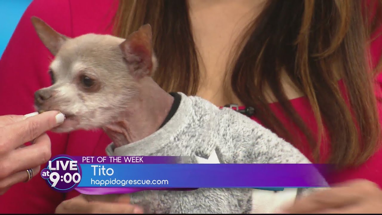 Eight-pound Tito is our pet of the week, you're invited to a HappiDog ...