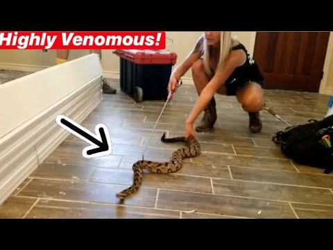 RATTLE SNAKES Found In House - YouTube