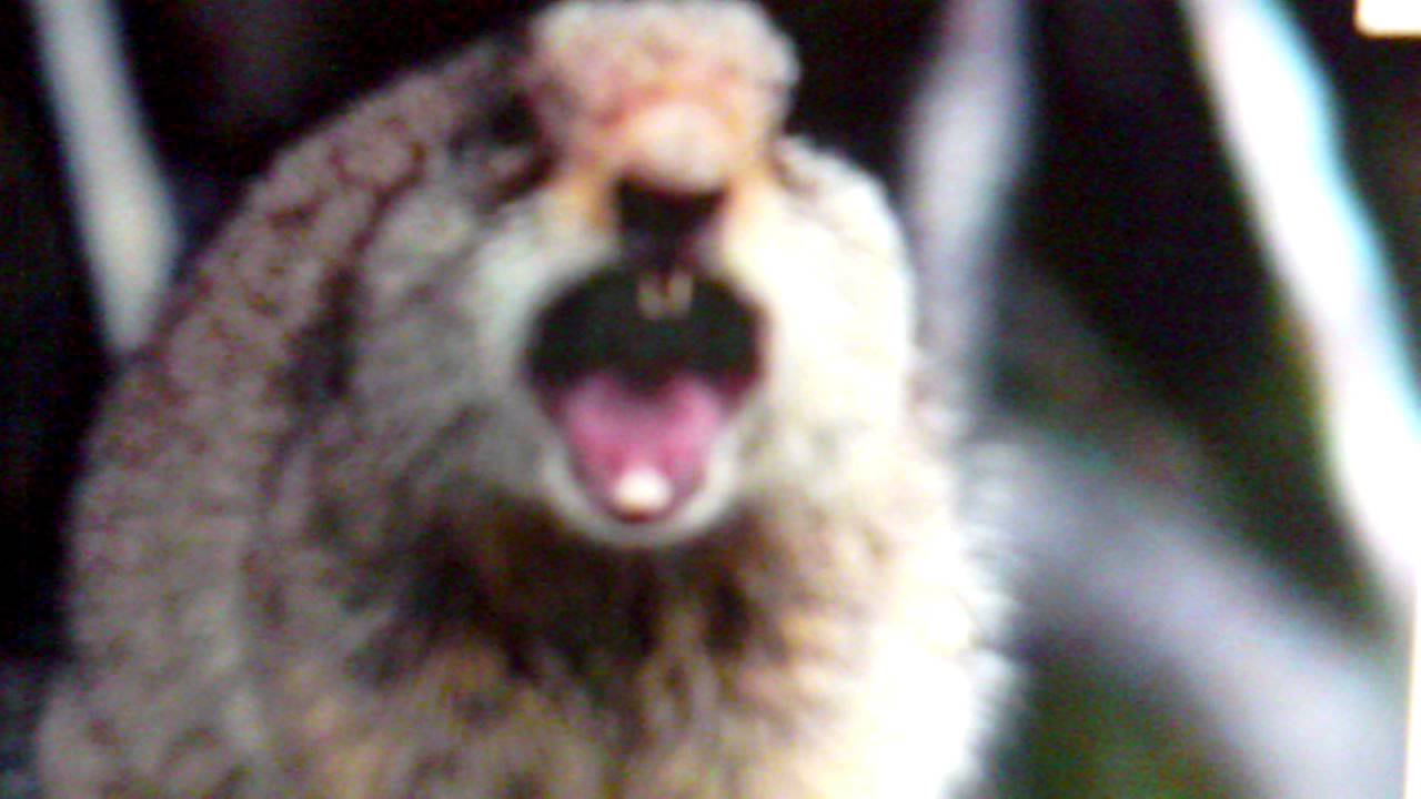 chipmunk alvin mad - YouTube