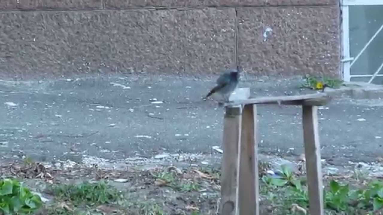 Ukraine, Kyiv, Peace in 2014: Birdswatching & Bird Songs at ...