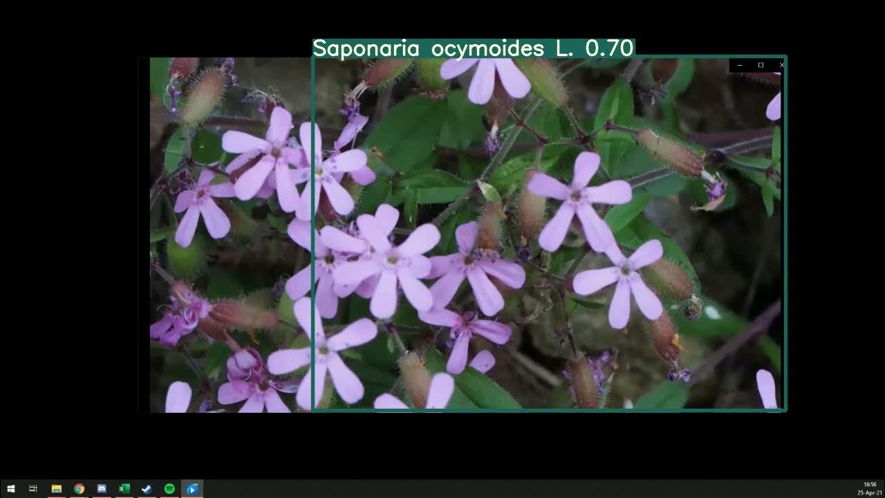 Yolov5 Plant Species Detection - Video - YouTube
