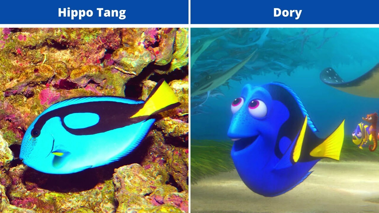 Finding Dory animation characters in real life / 💥Who is your favorite ...