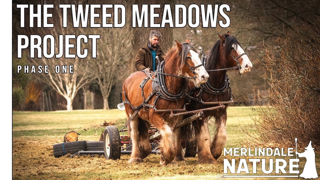 Meadow Restoration | The Tweed Meadows Project - Phase 1 - YouTube