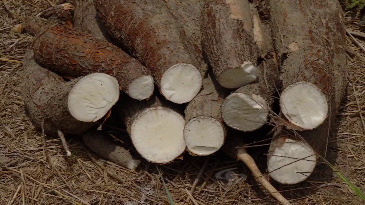 Mejoramiento genético del cultivo de yuca | La Finca de Hoy - YouTube