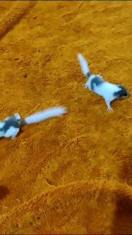 Mosaic and pied micro squirrel available for sale at premium price in ...