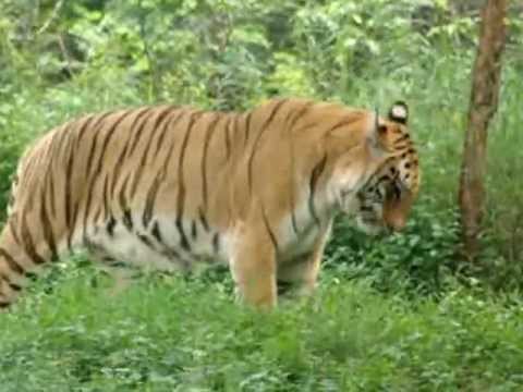 Tiger Sneezing and then eating Grass .... - YouTube