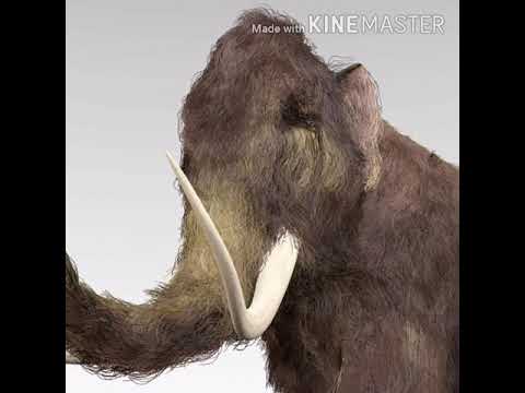 Mammoth Trumpet 🐘 🔊 - YouTube