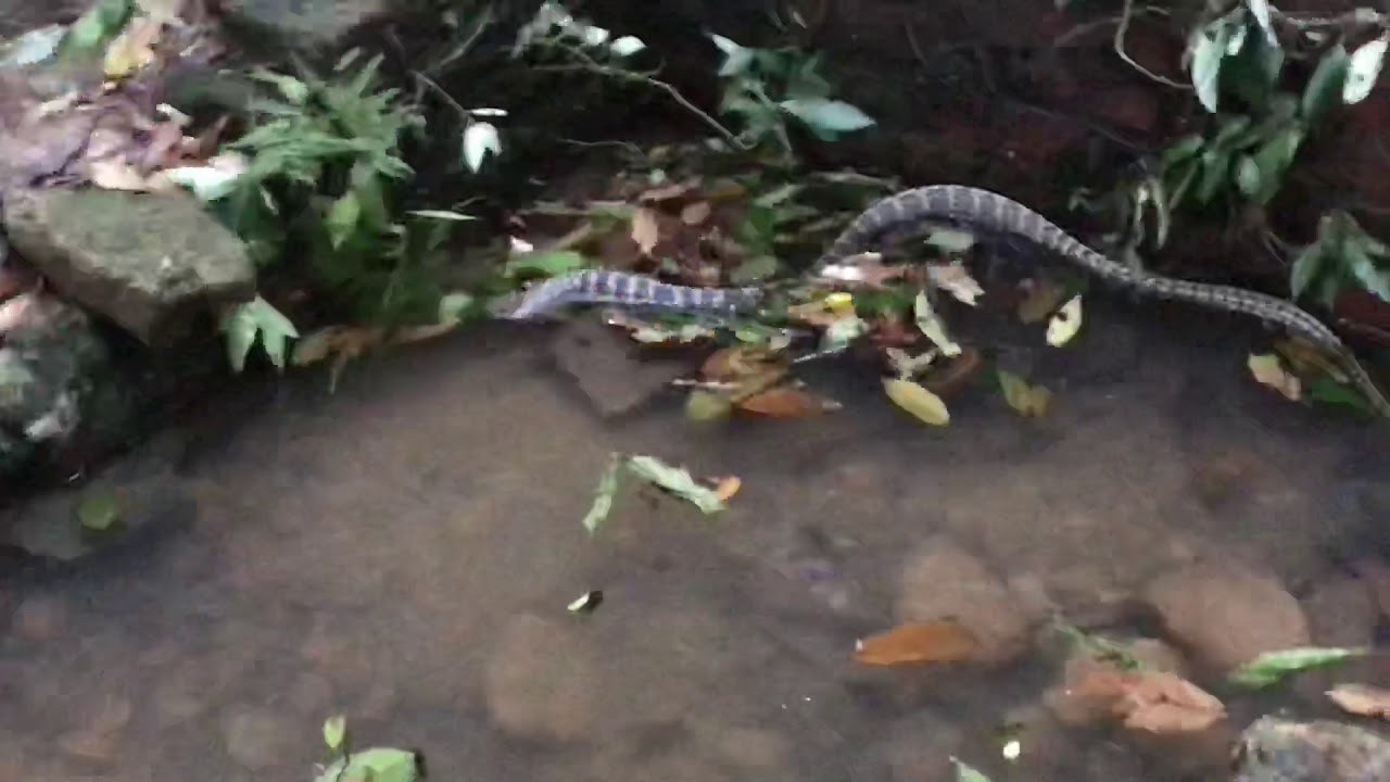 6ft Long snake Cave Path Bukit Timah Hill 20 Aug 2018 6.02pm - YouTube