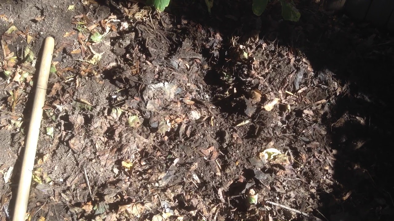 Fungi Mycelium on my compost pile beneficial bacteria , earth for my ...