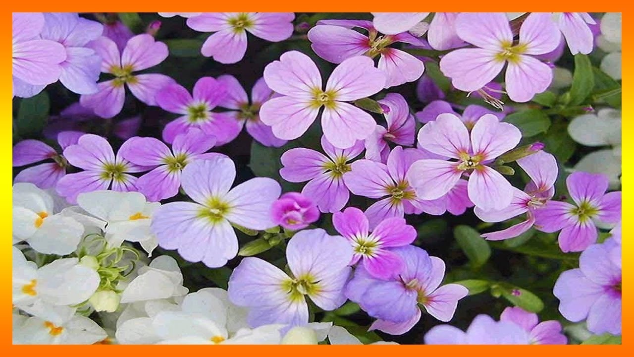 SOÑAR CON ALELI AMARILLA | SOÑAR CON ALELI BLANCA, VER ALELIES, QUE ME ...