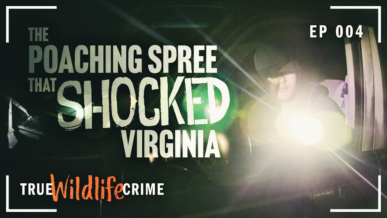 True Wildlife Crime: The Poaching Spree That Shocked Southwest Virginia ...