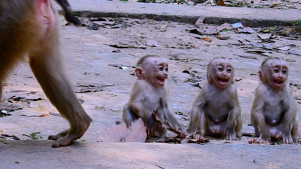 BreakingHeart!.. Monkey Libby At-ta-ck_Baby Monkey Leo Sh-ak-in-g_Co-Id ...