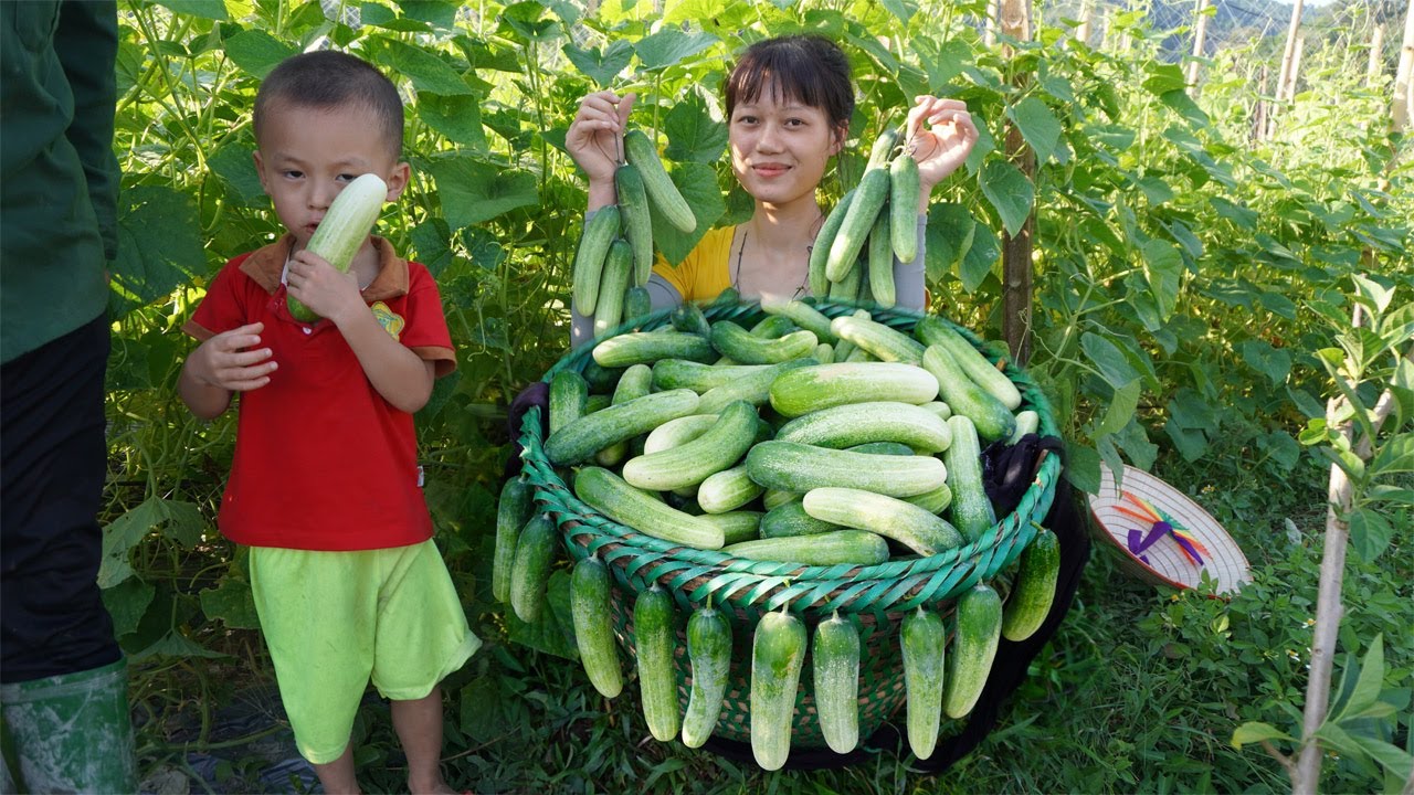 Harvest Cucumber Goes To The Market Sell - Green Forest Building Farm ...