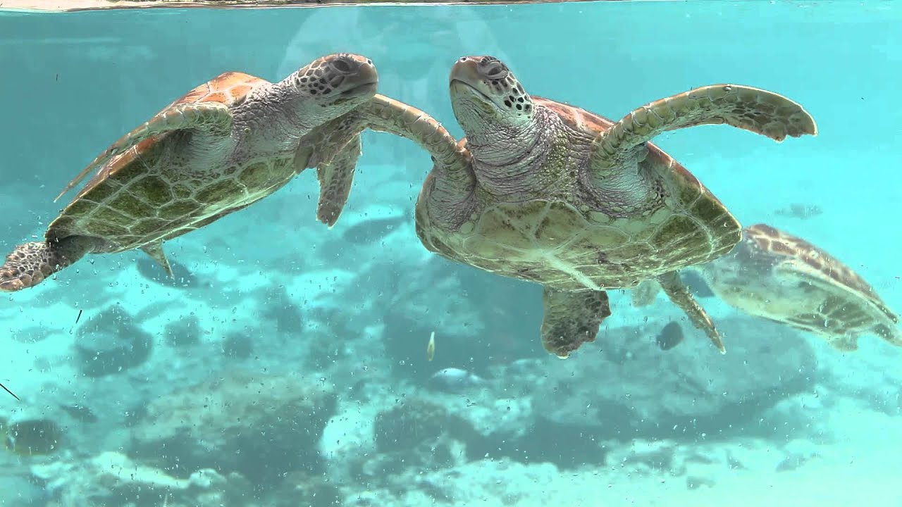 The Turtle Sanctuary in Le Méridien Bora Bora - YouTube