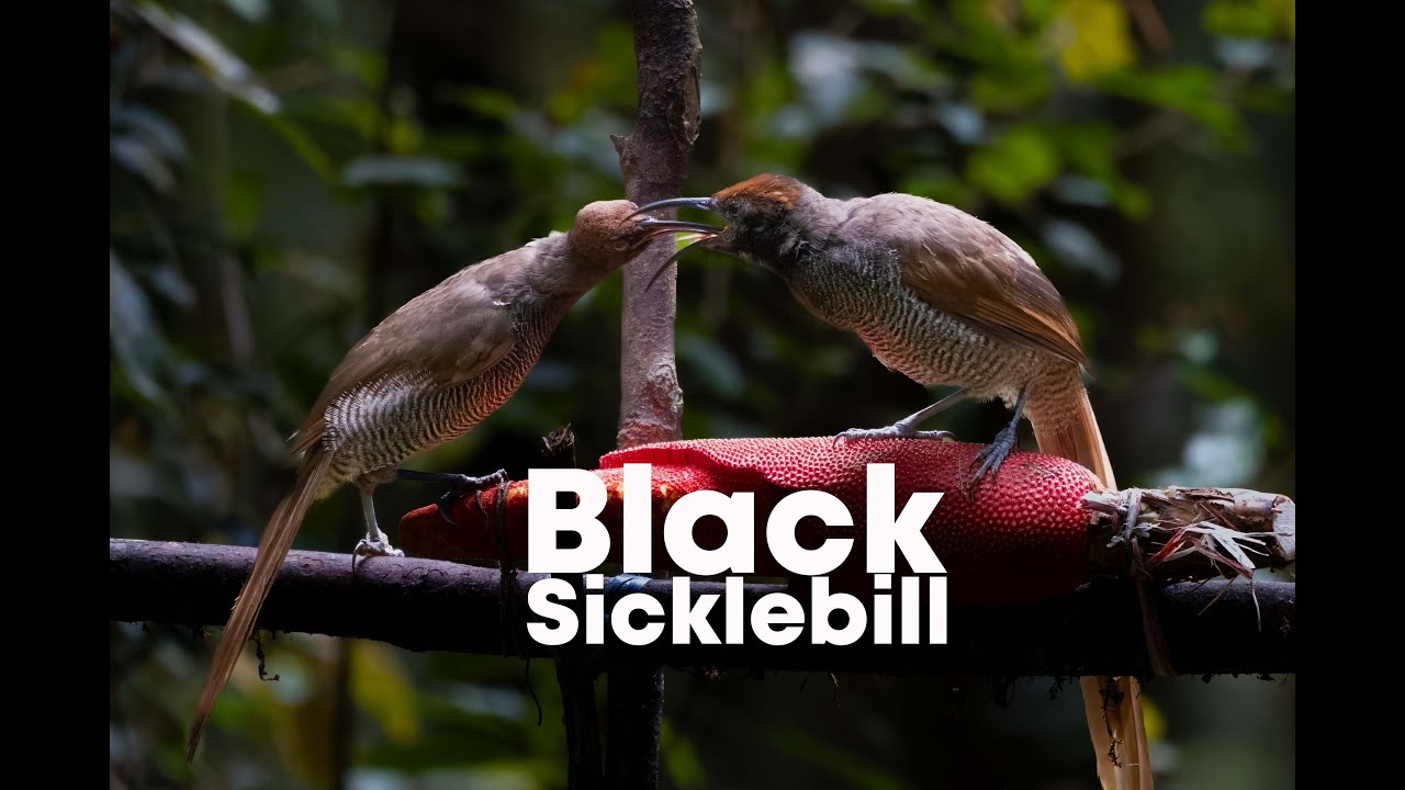 Female Black Sicklebill feeding a juvenile | 4K Video from West Papua ...