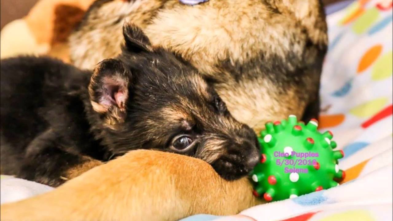 Saving Paws Rescue AZ: Saving Selene - YouTube