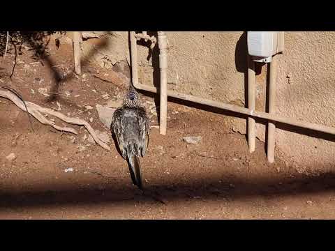 A video of Roadrunners and their enclosure in Phoenix Zoo