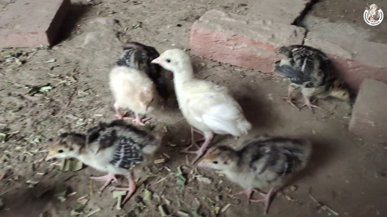 Turkey Chicks,Eggs for sale at Trusty Local Vibes - YouTube