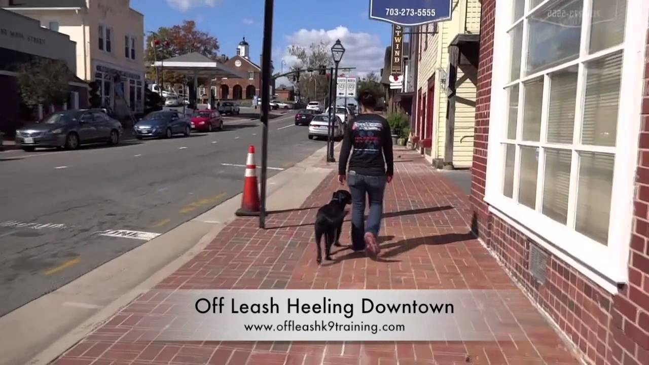 10-Month Old Black Lab, "Kona:" Amazing Black Lab Dog Training in DC ...