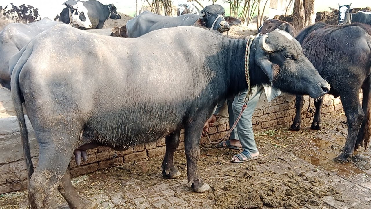 beautiful pure neeli Ravi buffalo for sale in Pakistan on YouTube 31/12 ...