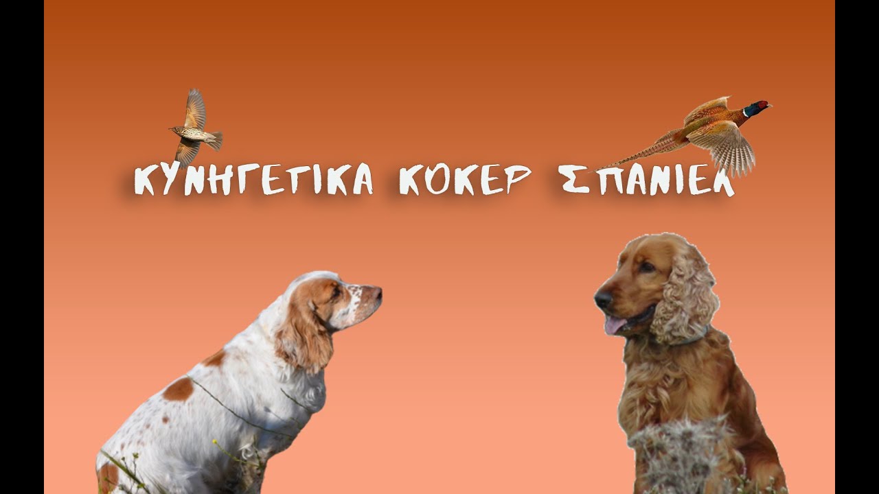 ΚΥΝΗΓΕΤΙΚΑ ΚΟΚΕΡ ΣΠΑΝΙΕΛ - YouTube
