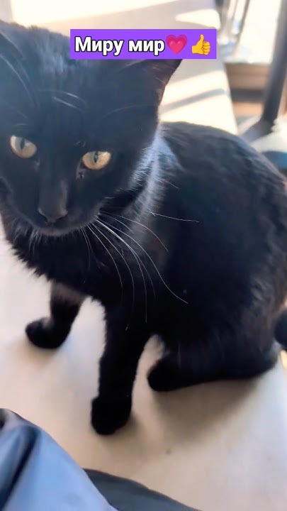 Cat кот домашниеживотные юмор приколы Humor Мир прекрасен 💗👍