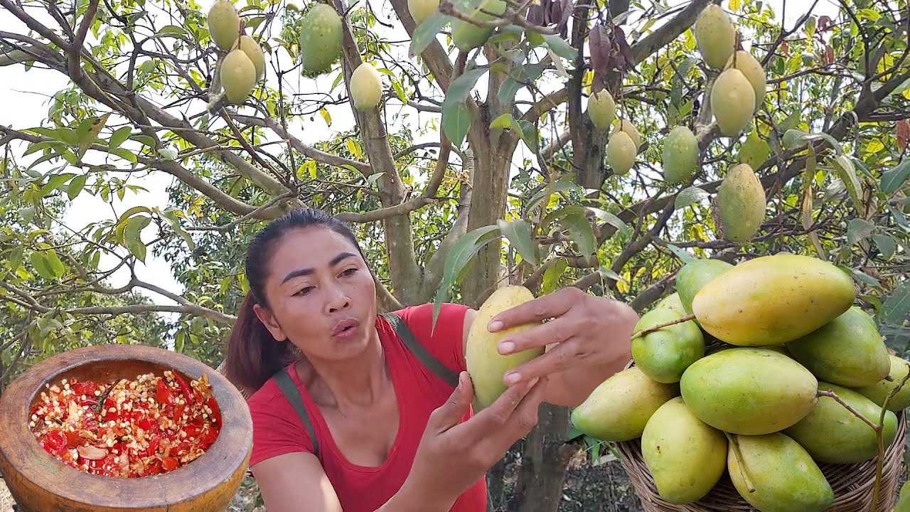 Mouth watering: Yellow mango with hot salt chili, Show eating delicious ...