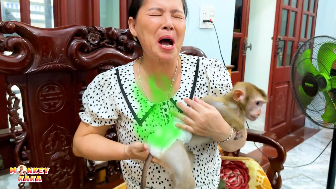 Monkey Kaka asked grandma to help change diaper when her poop - YouTube