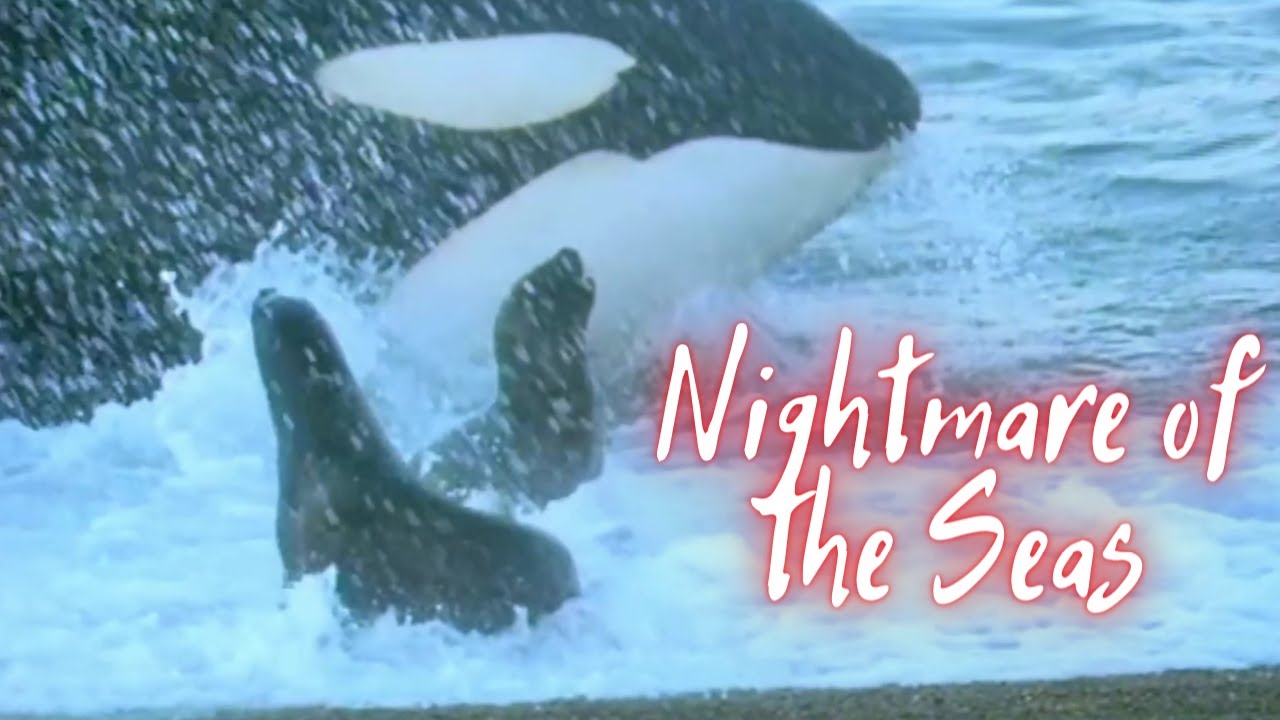 Orca is a super predator that kills whales and dolphins! Orca versus ...