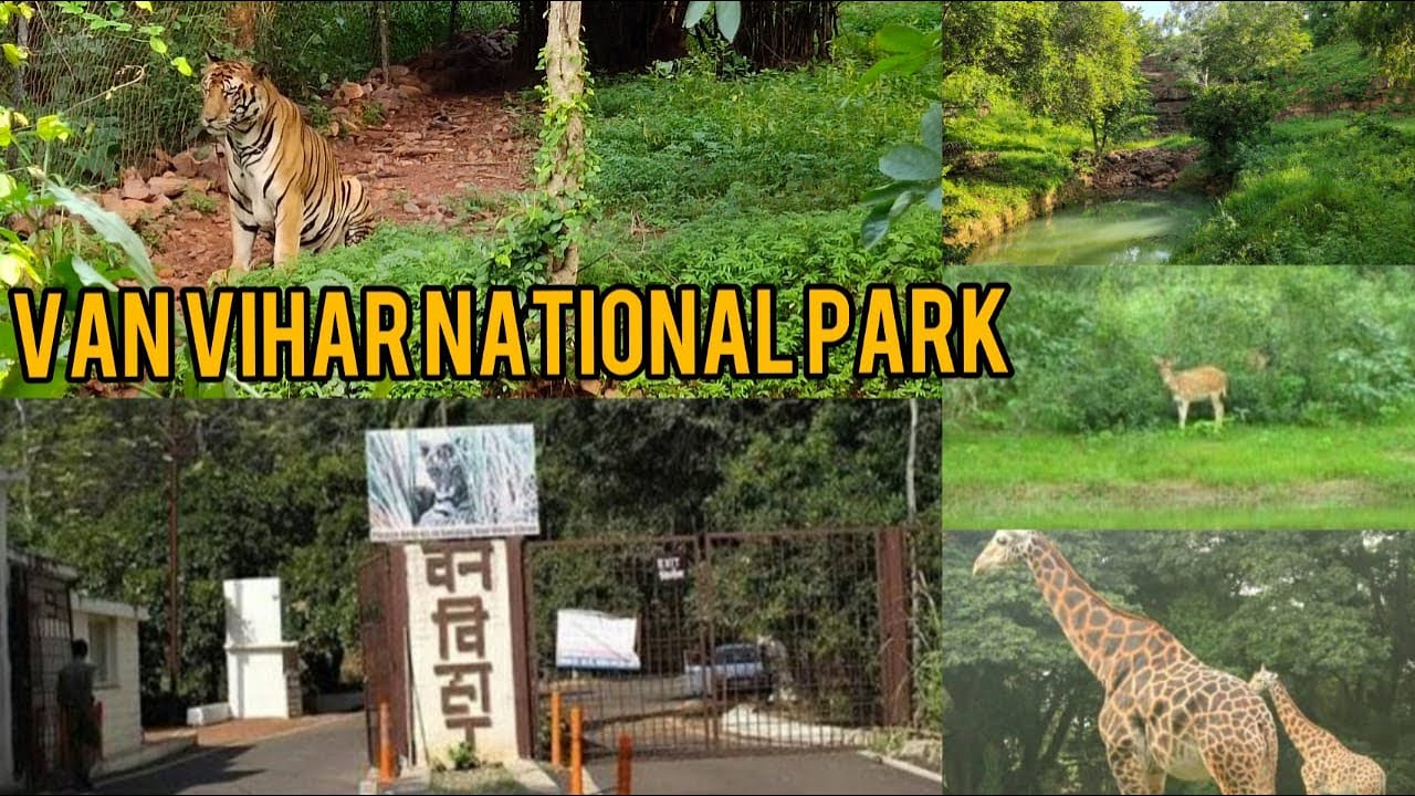 Van Vihar National park in bhopal | Bhopal zoo | Best outing in Bhopal ...