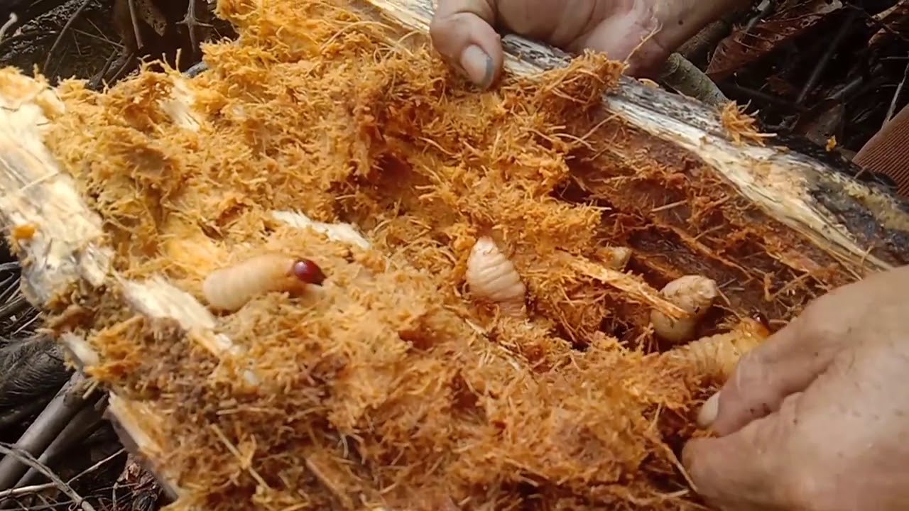 MENCARI DAN MEMASAK BUTOD(ULAT RUMBIA) - YouTube