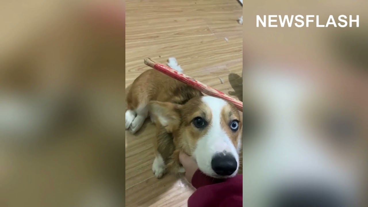 Poor Corgi Trembles In Fear As Owner Threatens It With Broom For Making ...