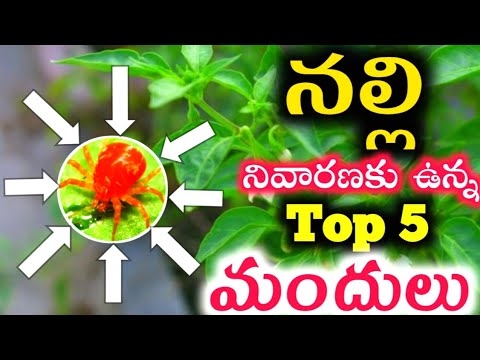Top 5 Acaricides or Top 5 Insecticides | Omite insecticide | Ceasemite ...