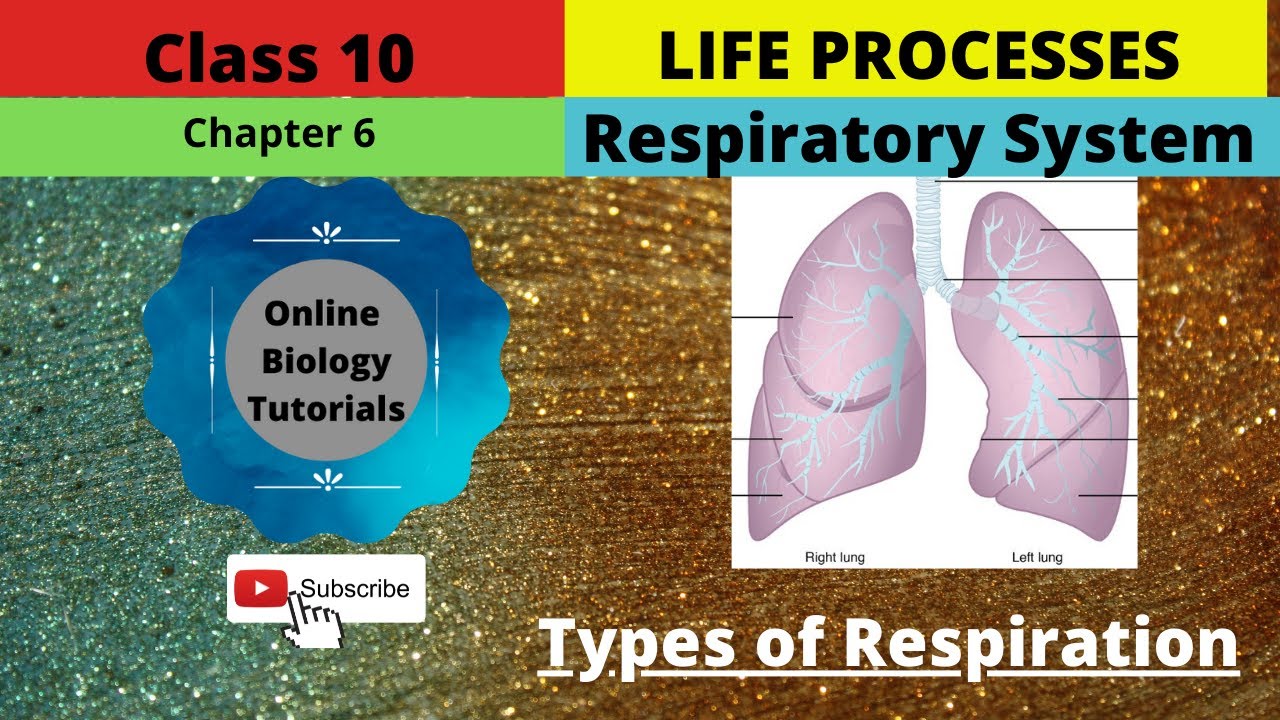 Respiration Class 10 I Types of Respiration - YouTube