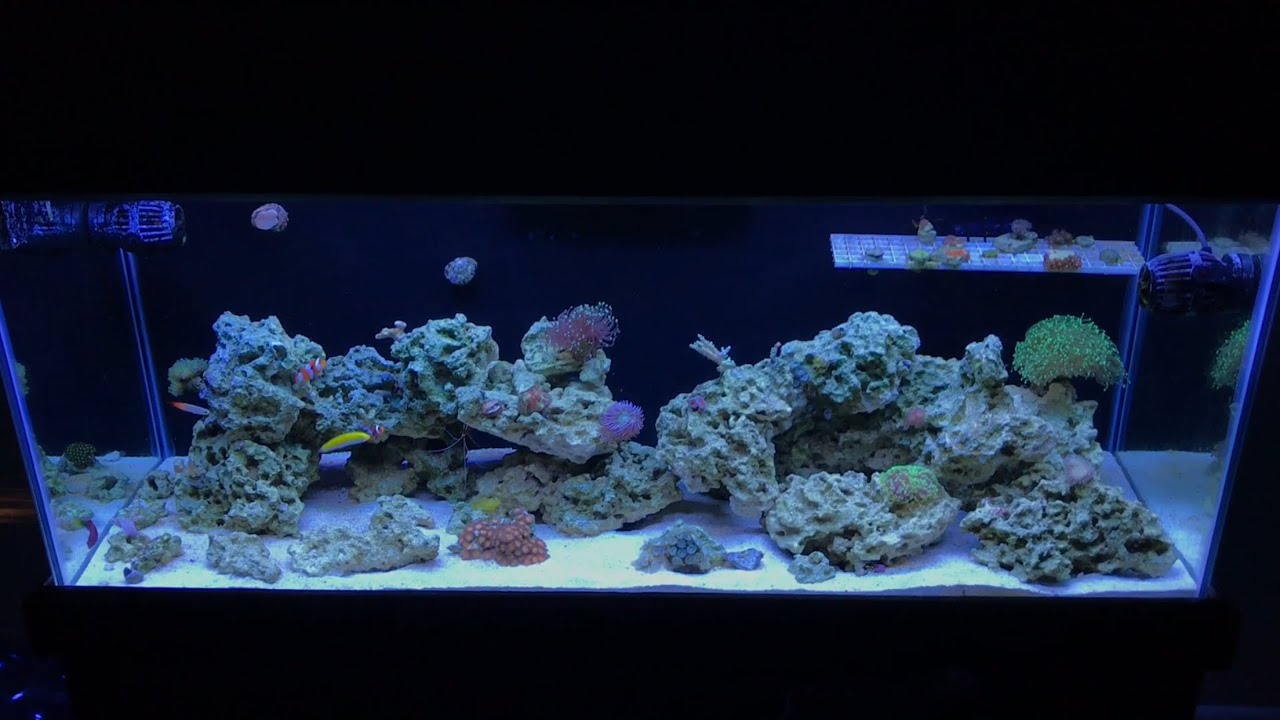 My 75g Reef Tank: 1 year - Finally Stable / Hurricane Irma - YouTube