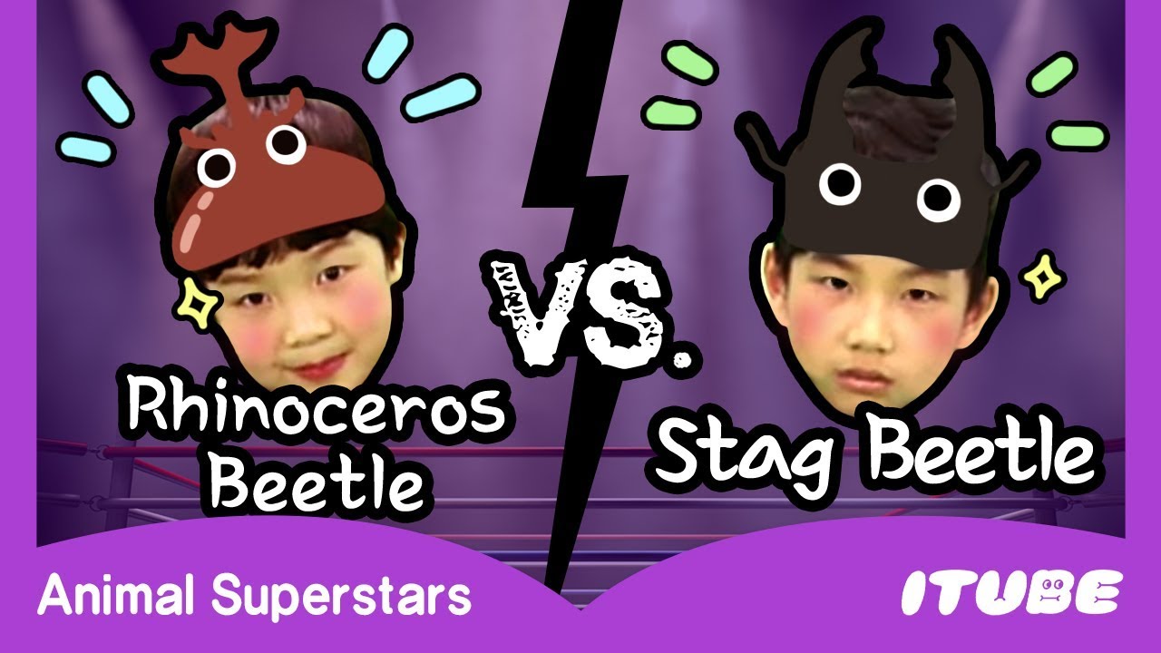 Rhinoceros Beetle vs. Stag Beetle | Animal Superstars | Animal Dance ...