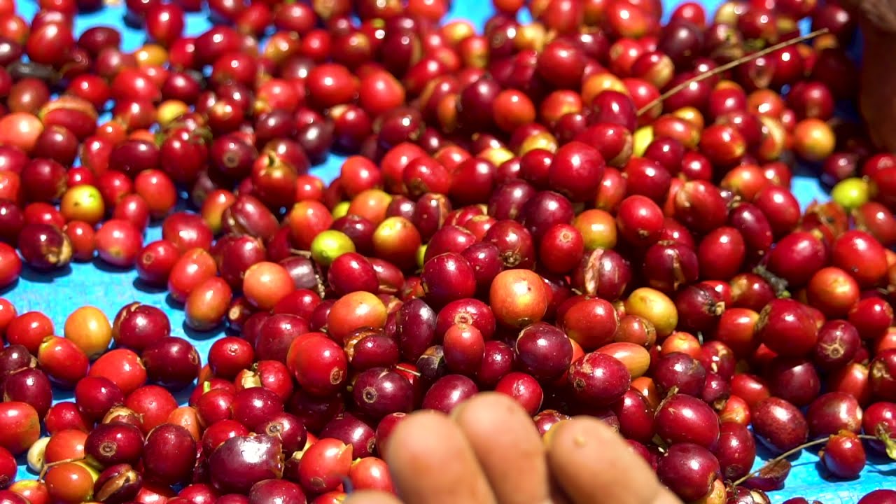 Timor Leste Coffee Journey - YouTube