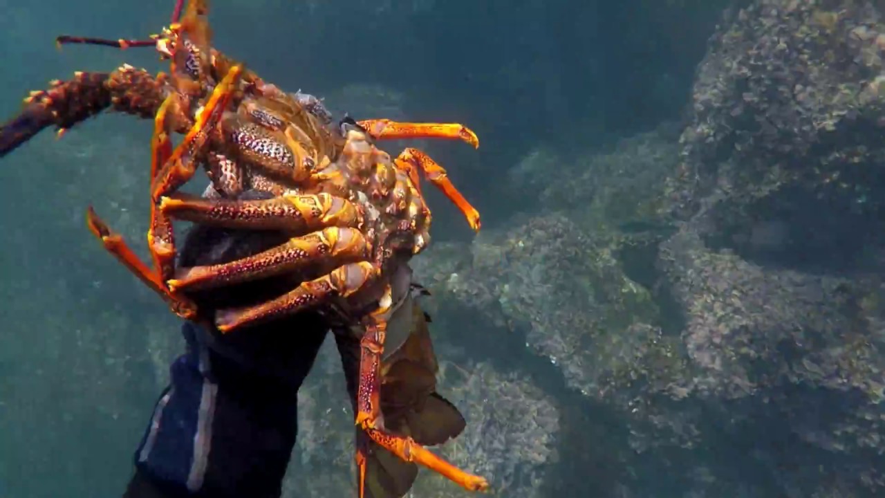 [Part 2] of our diving roadtrip to Jacksons Bay NZ for Crayfish - YouTube