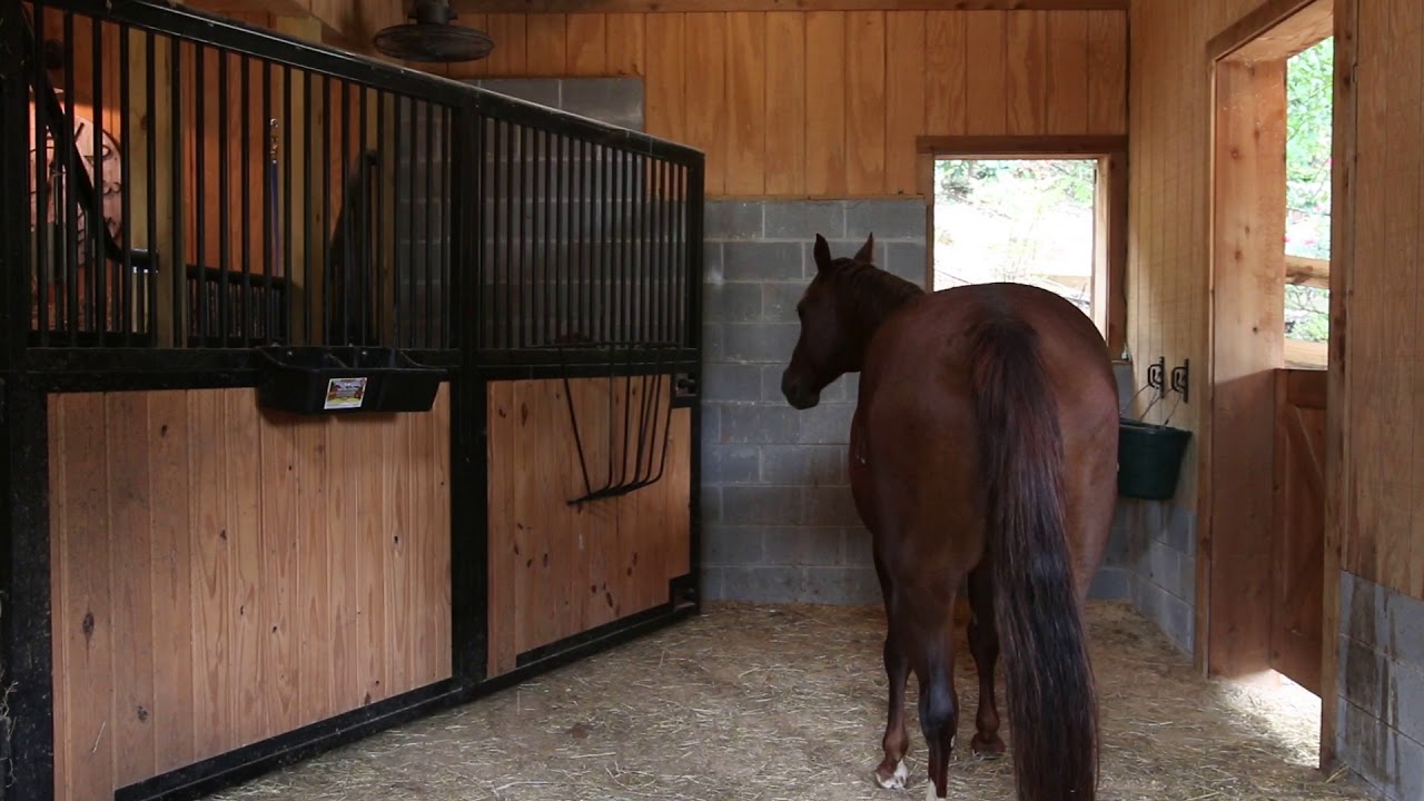 Birthing Horse Stall with Swinging Partition Door - RAMM Customized ...