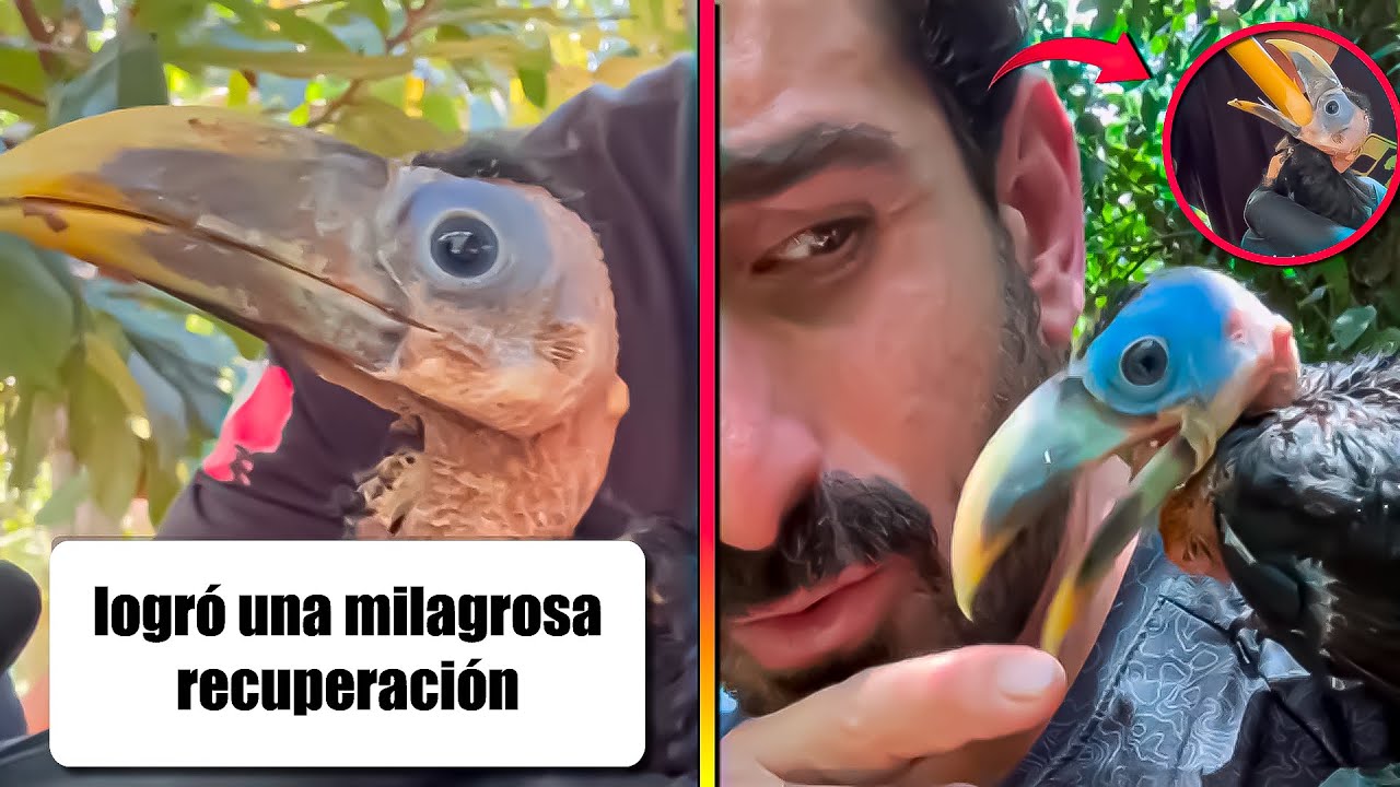 Tucán Bebé fue Rescatado y su Recuperación Sorprendió a Todos 🐦🙏♥ - YouTube
