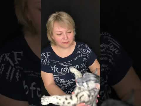 Оцелот Дейзи.