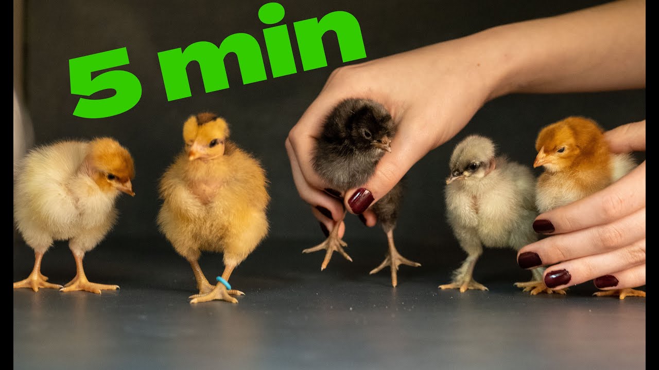 Chicken Chicks in GERMANY: 3 days old. Good life? - YouTube