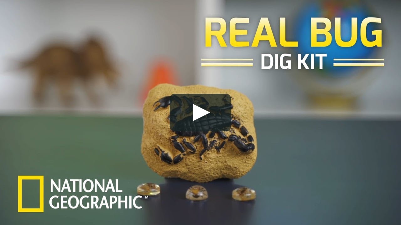 NATIONAL GEOGRAPHIC | Real Bug Dig Kit - YouTube