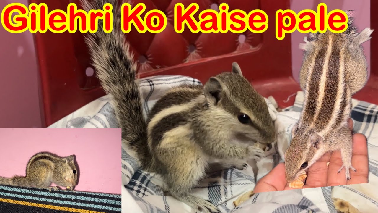 Gilehri Kaise Pale, how to raise a squirrel baby,@vinodfromindia - YouTube