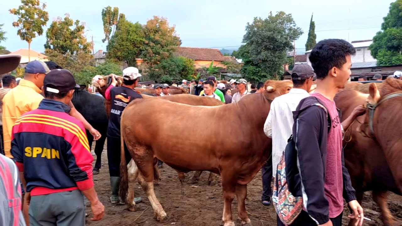 MAS DIMAS BORONG LAGI SAPI SAPI JUMBO PLAOSAN - YouTube